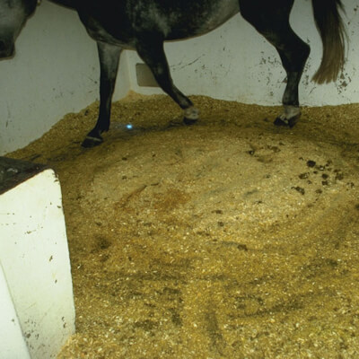 Box-walking - Hook Norton Veterinary Group