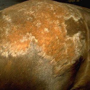 Rain scald - Hook Norton Veterinary Group